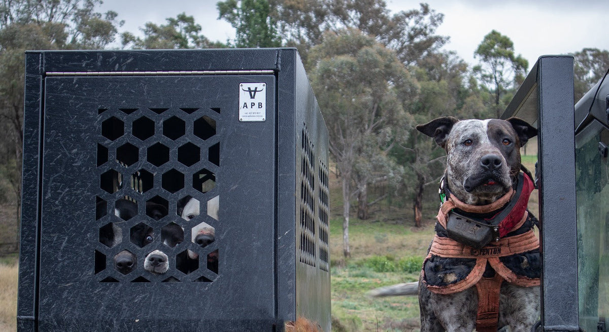 For the Hunter: Australian Performance Boxes UTV Tray + Dog Box