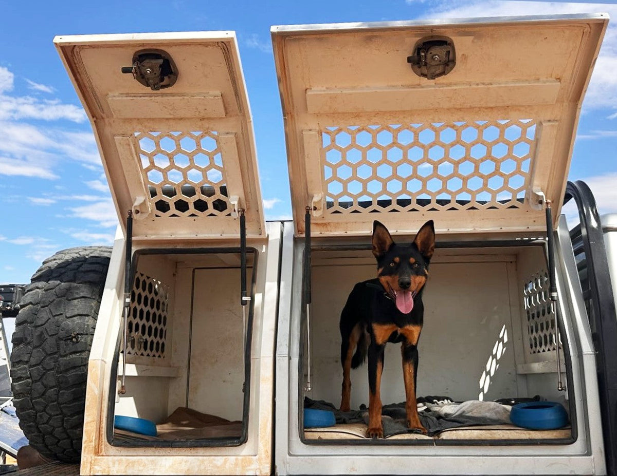 Travelling with Your Pup: Why Every Dog Needs a Safe Ute Dog Box ...