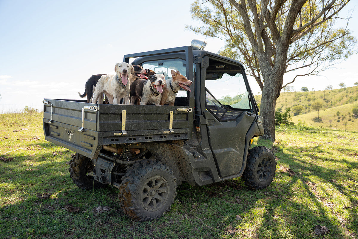 Travelling With Working Dogs – How to Keep Them Safe on the Road ...